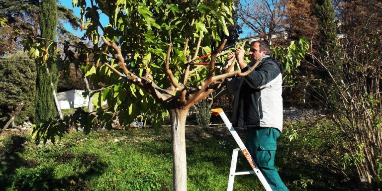 Tailler Et Entretenir Un Murier Platane
