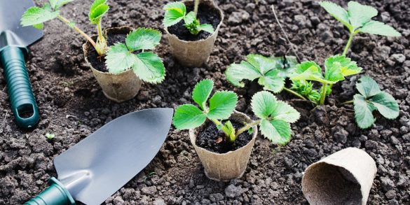 Quand Et Comment Planter Des Fraises