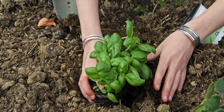 Conseils Pour Réussir La Plantation Du Basilic