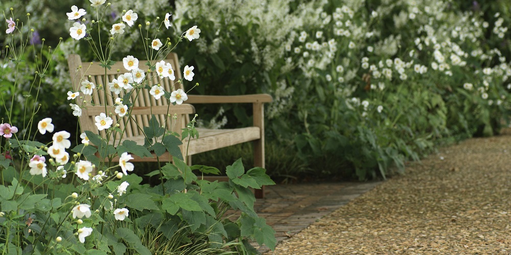 Astuces Pour Cultiver Et Entretenir Les Anémones