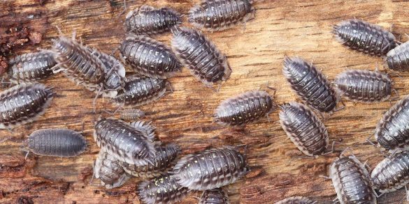 Les Cloportes Sont Des Alliés Au Jardin