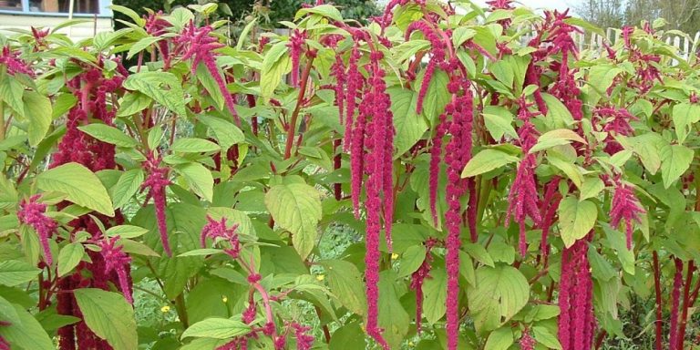 Queue De Renard : Culture Et Utilisation En Cuisine