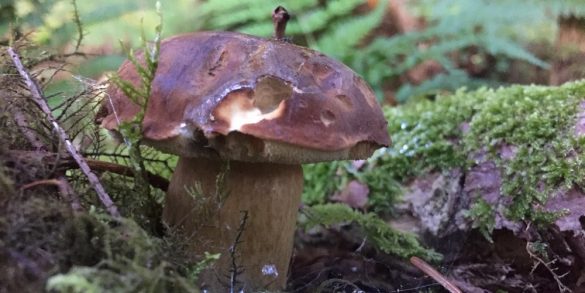 Le Bolet Bai Xerocomus Badius : Comment Reconnaître Ce Champignon De ...