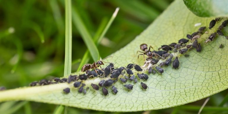 Tout Savoir Sur Les Pucerons
