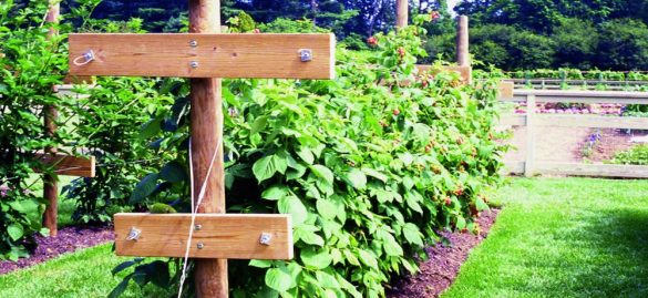 Nos Conseils Pour Réussir À Planter Un Framboisier