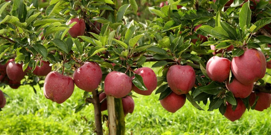 Top 15 Variétés De Pommes À Cultiver Dans Votre Jardin