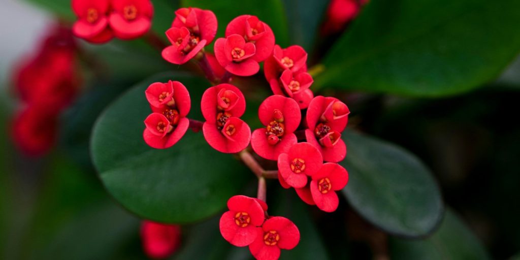 Découvrez Les 10 Plus Belles Plantes Grasses À Fleurs Pour L'intérieur ...