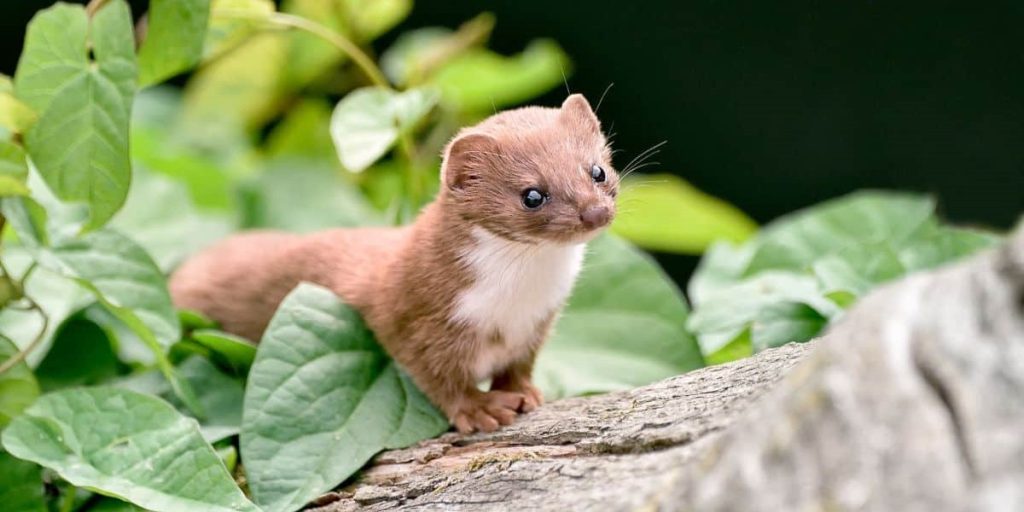 Éloigner Les Fouines : Guide Complet Pour Maison Et Jardin