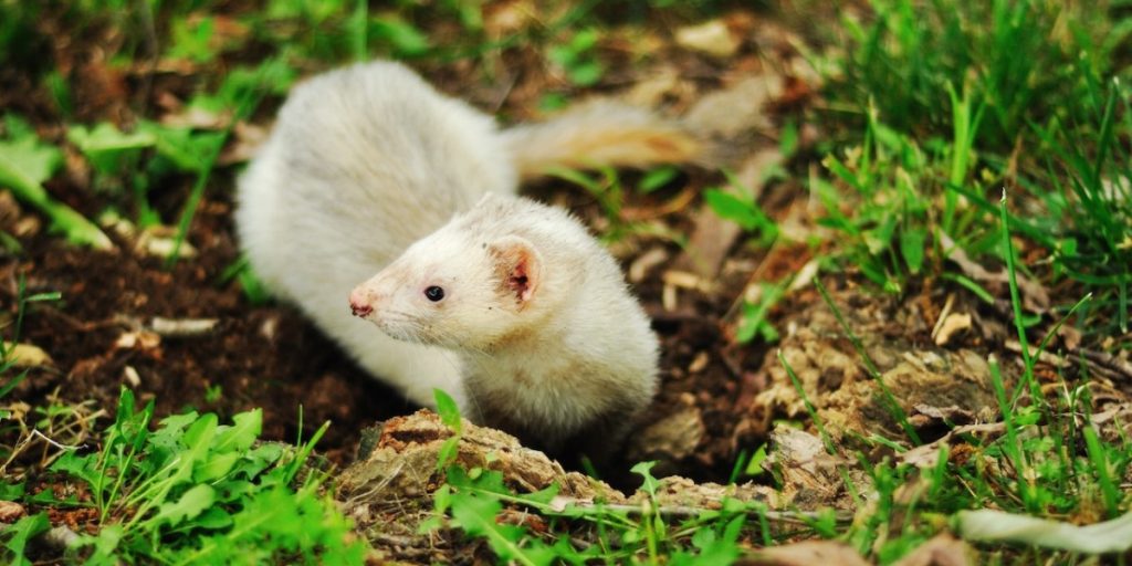 Éloigner Les Fouines : Guide Complet Pour Maison Et Jardin